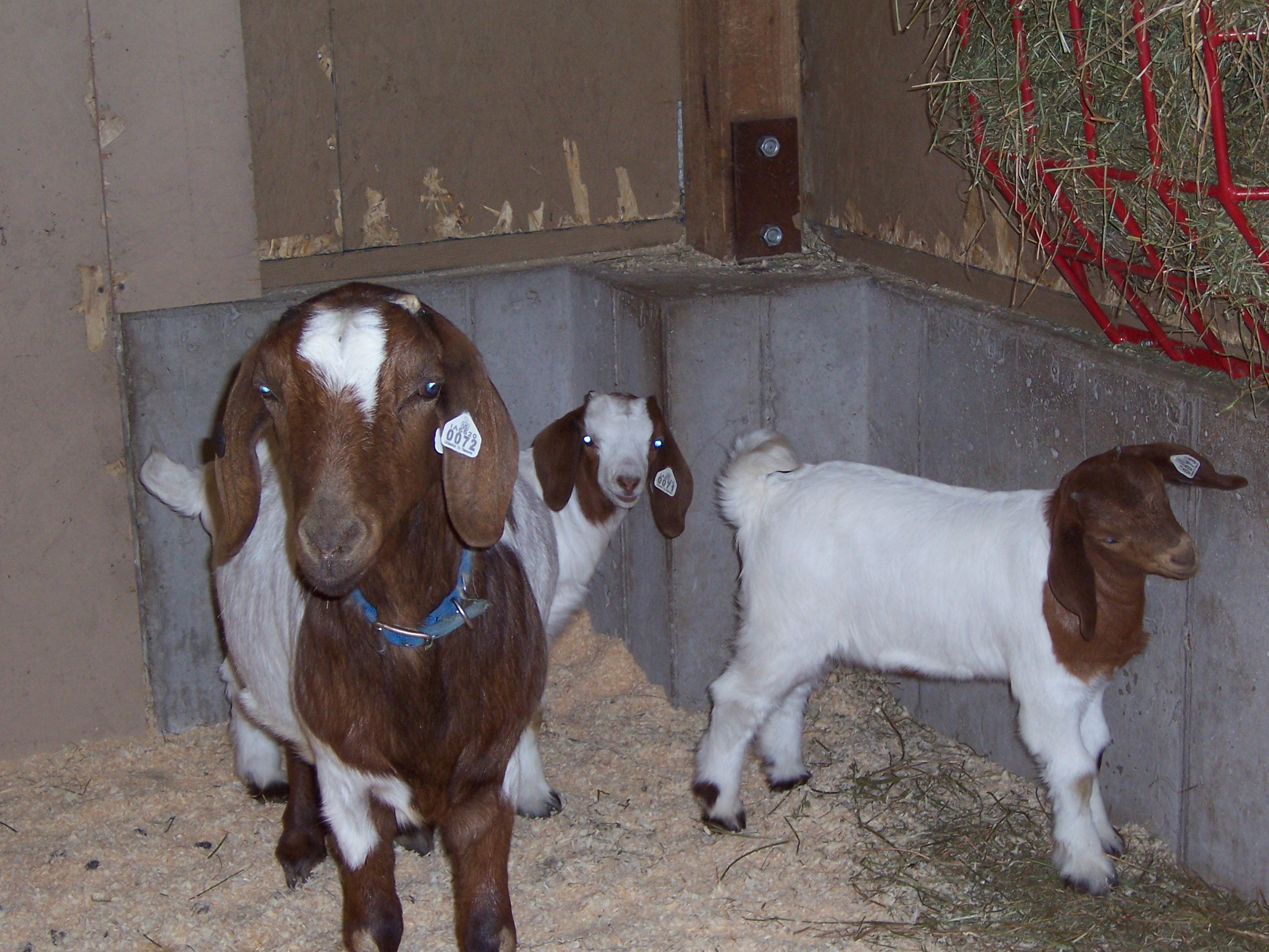 Big Small Tails Three Goats | Heartland Acres Agribition Center
