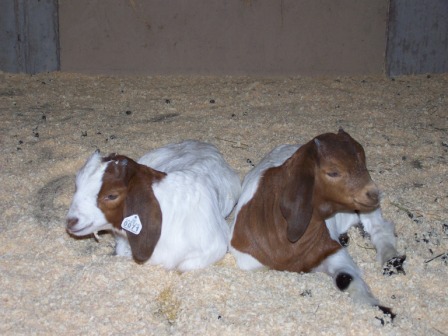 Big Small Tails Two Goats | Heartland Acres Agribition Center